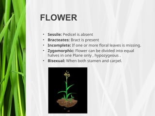 Plants Systematics: Family Poaceae by Saba Gohar | PPTX