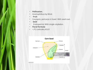 Plants Systematics: Family Poaceae by Saba Gohar | PPTX