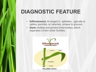 Plants Systematics: Family Poaceae by Saba Gohar | PPTX