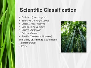 Plants Systematics: Family Poaceae by Saba Gohar | PPTX