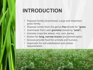 Plants Systematics: Family Poaceae by Saba Gohar | PPTX