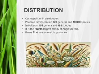 Plants Systematics: Family Poaceae by Saba Gohar | PPTX