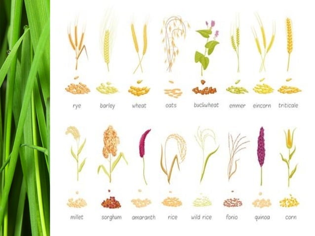 Plants Systematics: Family Poaceae by Saba Gohar | PPTX