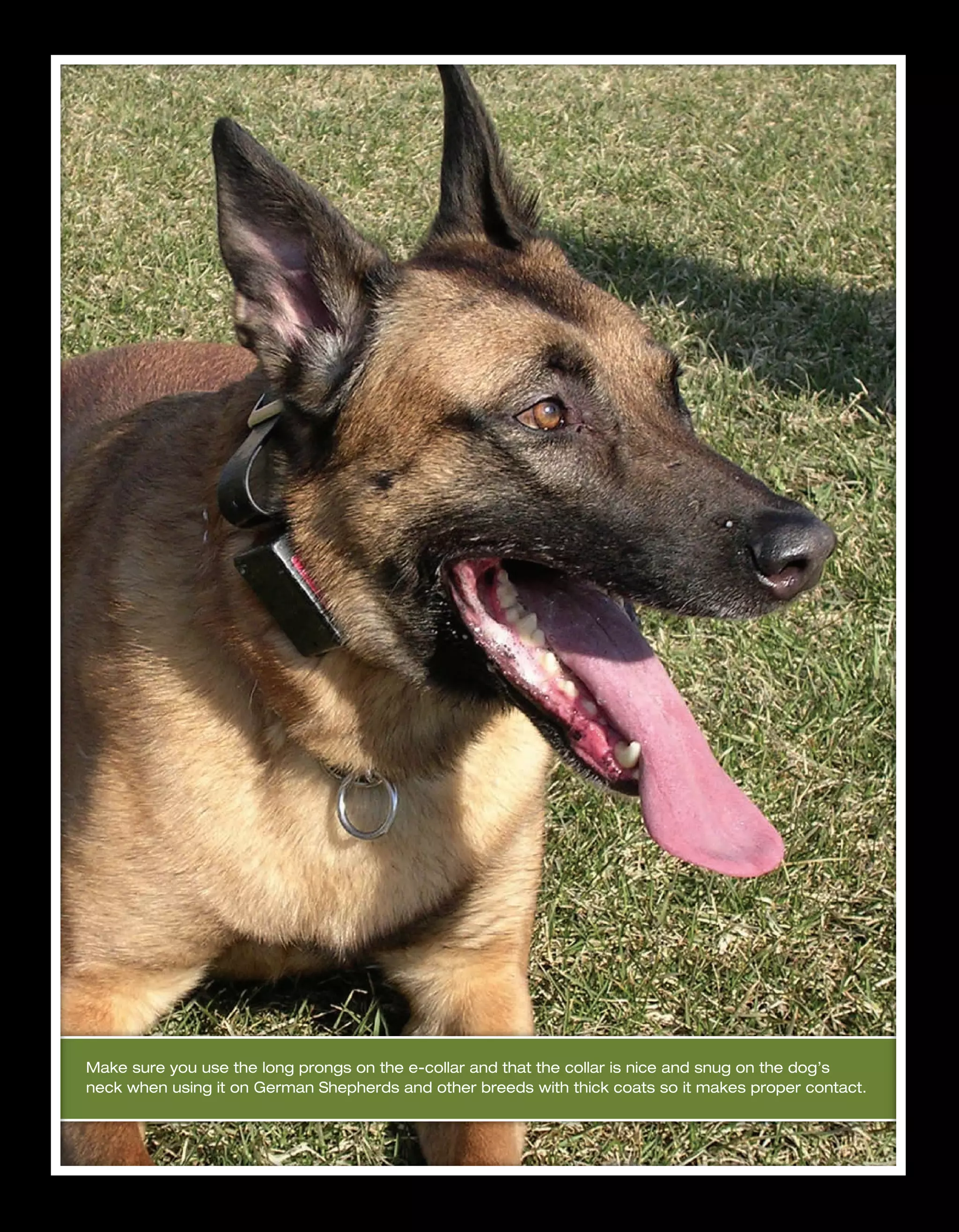 Basic E-Collar Training for Police K9 | PDF