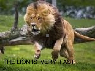 Jerry nico the lion | PPT