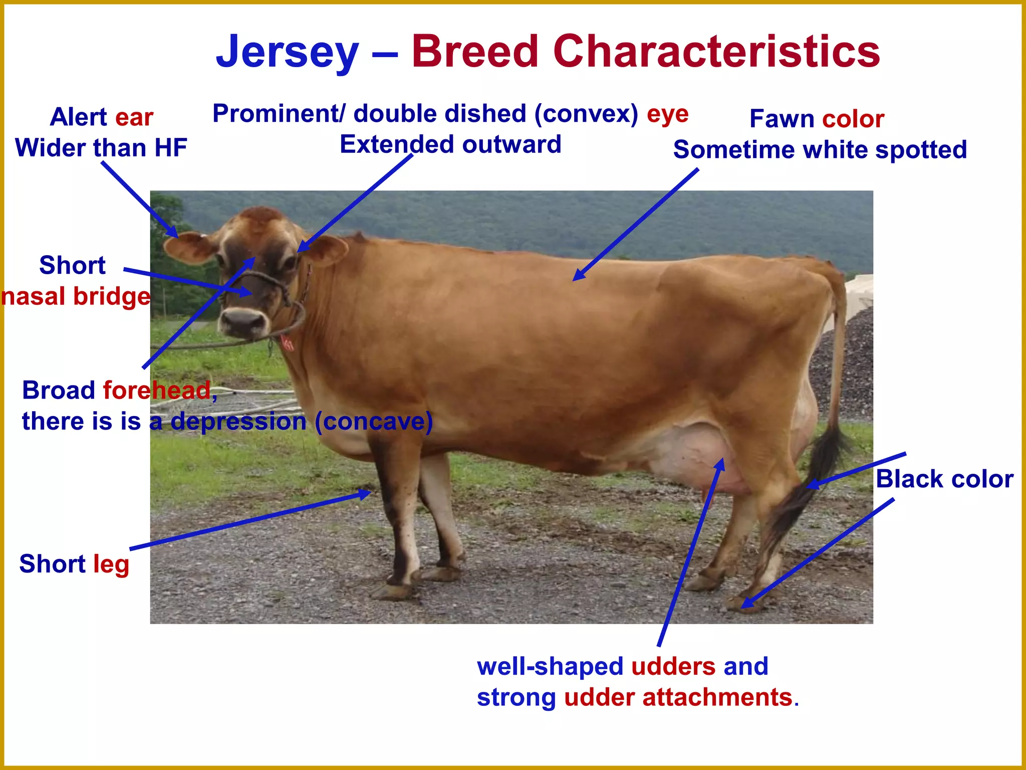Jersey breed of cattle | PDF
