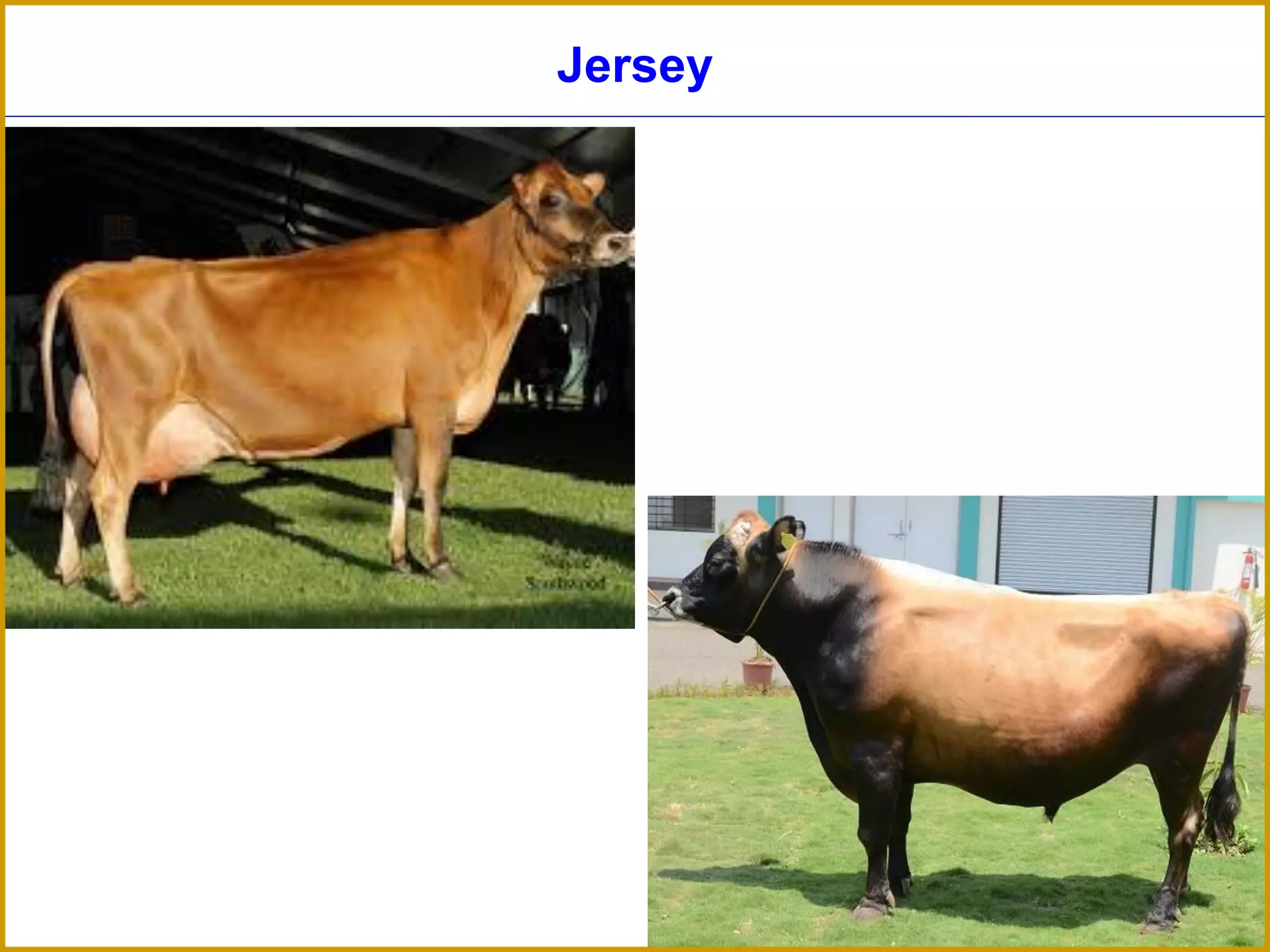 Jersey breed of cattle | PDF