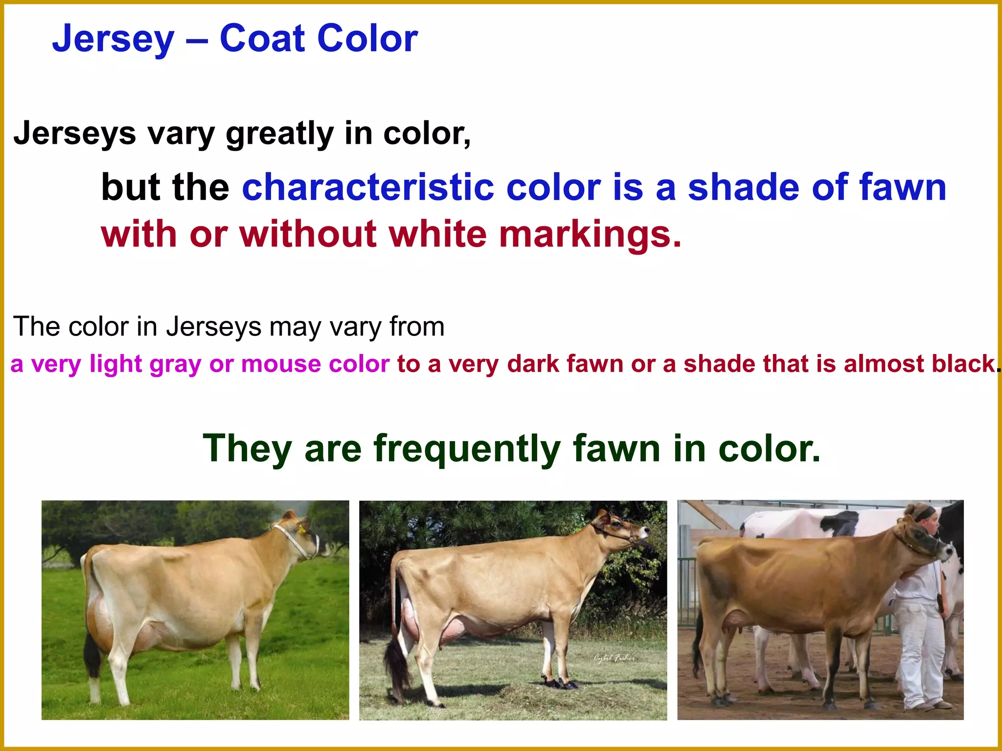 Jersey breed of cattle | PDF