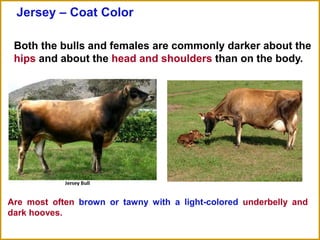Jersey breed of cattle | PDF