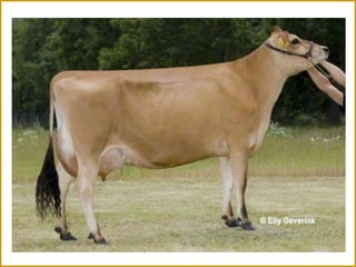 Jersey breed of cattle | PDF