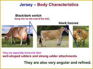 Jersey breed of cattle | PDF | Food & Drink