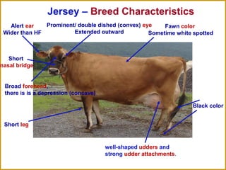 Jersey breed of cattle | PDF