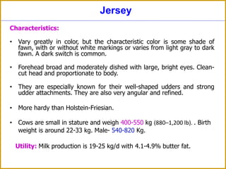 Jersey breed of cattle | PDF