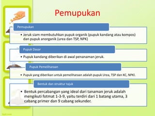 Jeruk FINAL 2 (1).ppt