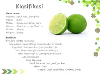 JERUK NIPIS | PPT