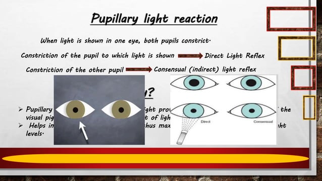 PUPIL AND ITS DISORDERS | PPT