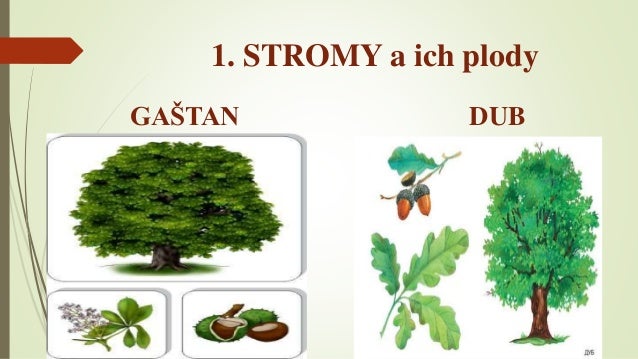 Jeseň poznávaj stromy