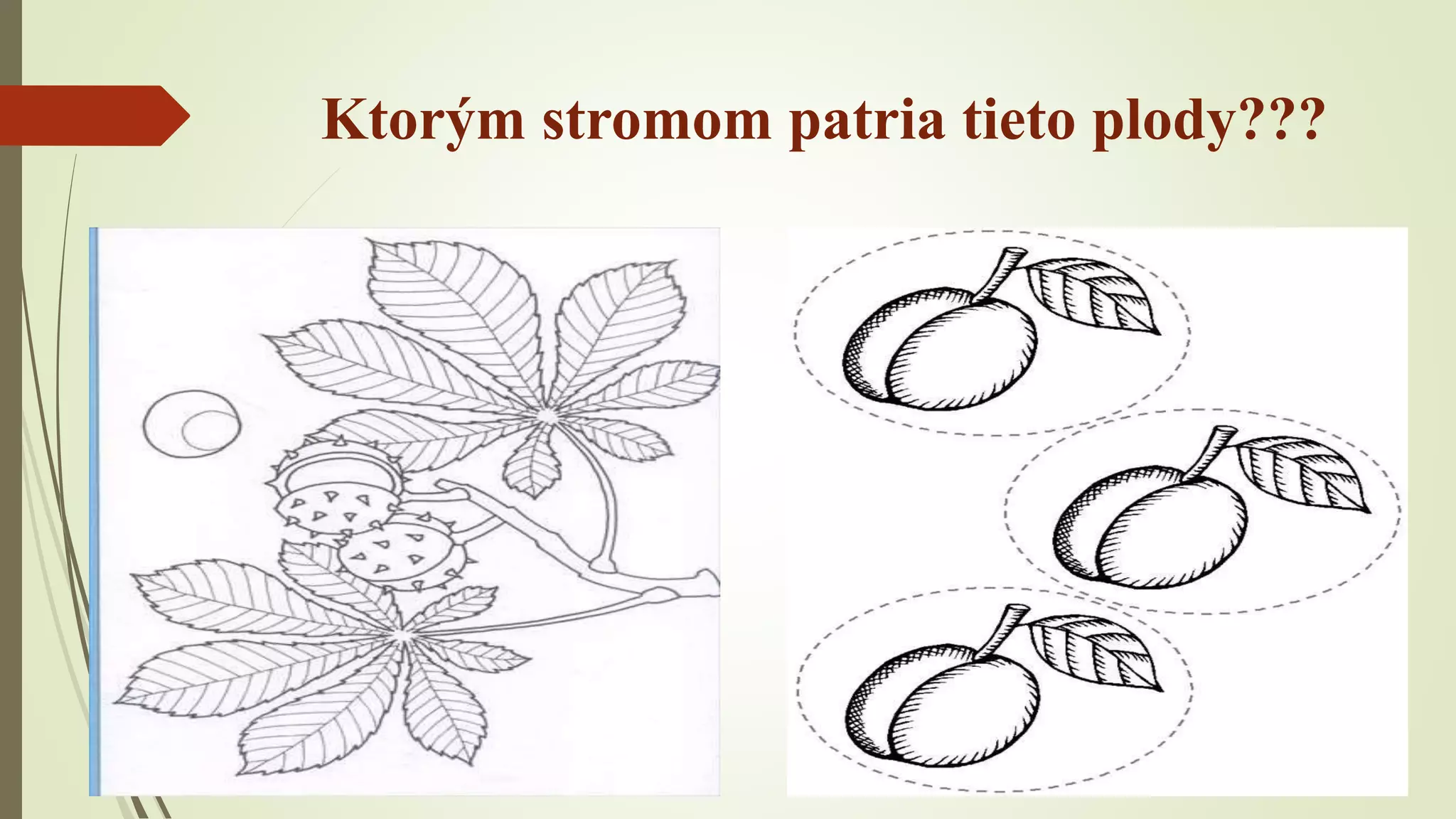 Jeseň poznávaj stromy | PPT