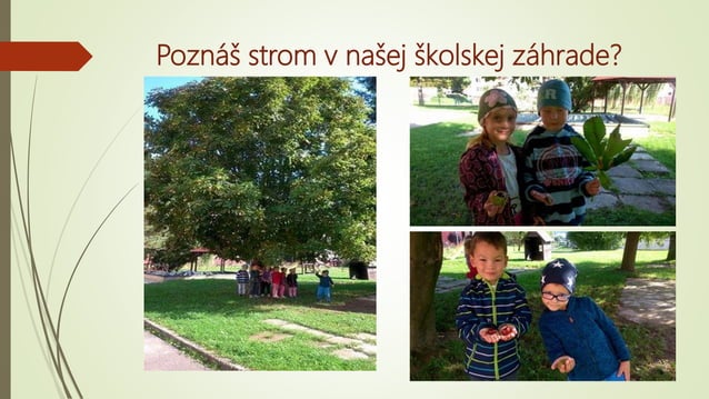 Jeseň poznávaj stromy | PPT