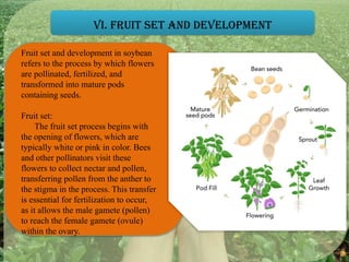(soybean) Report.glycrrine max morphology.pptx