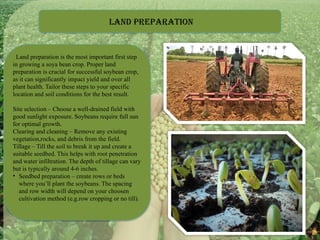 (soybean) Report.glycrrine max morphology.pptx
