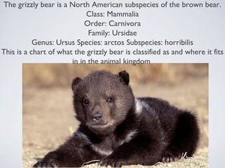 Bear Carnivora Chart