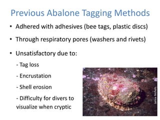 Novel Tagging Methods in Pinto Abalone | PPT