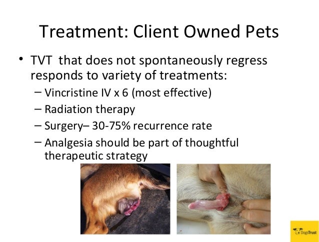 NDWC Chennai 2013 - Canine Polulation Control Preventive Oncology & H…