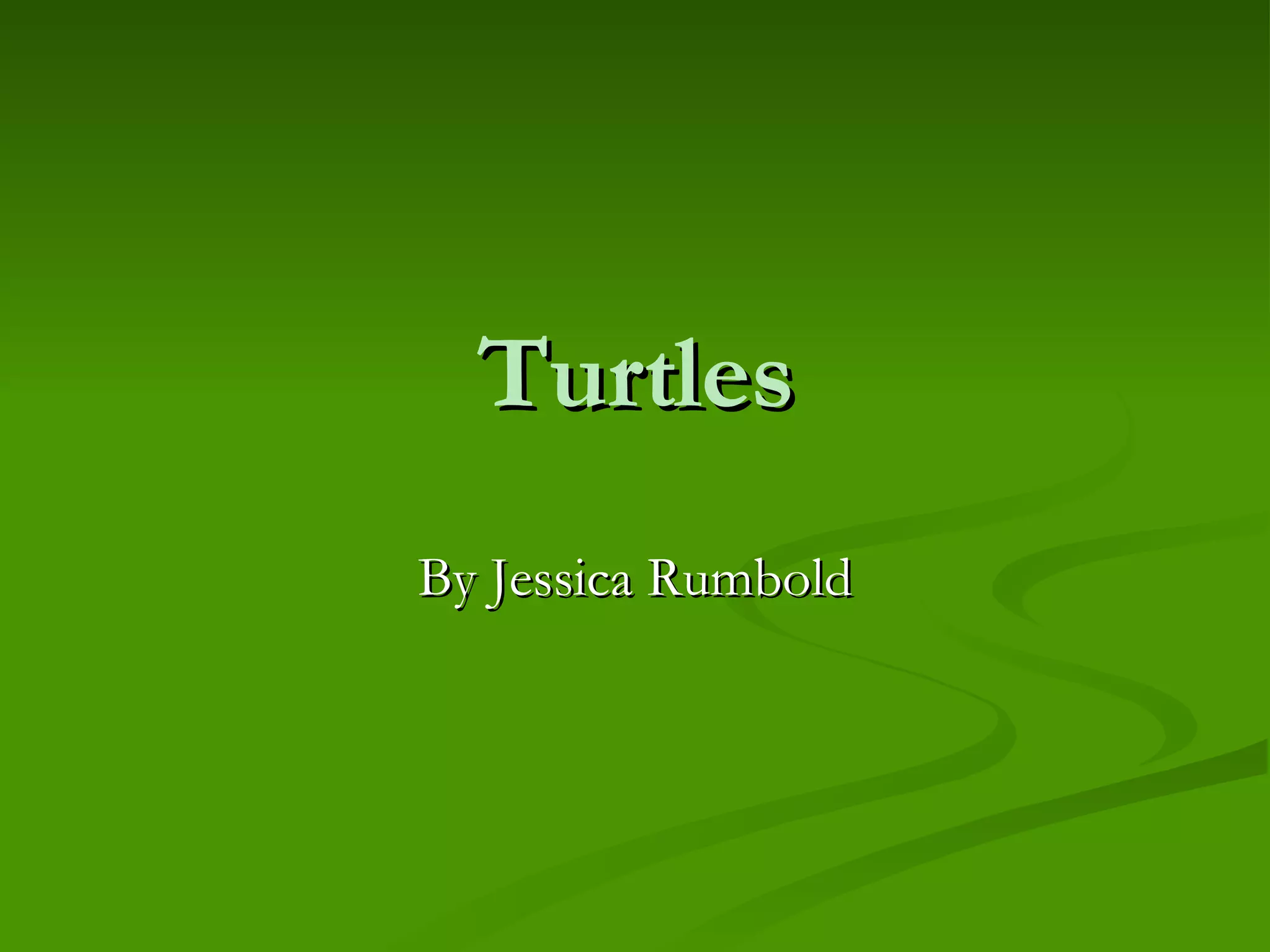 Turtle Powerpoint! | PPT