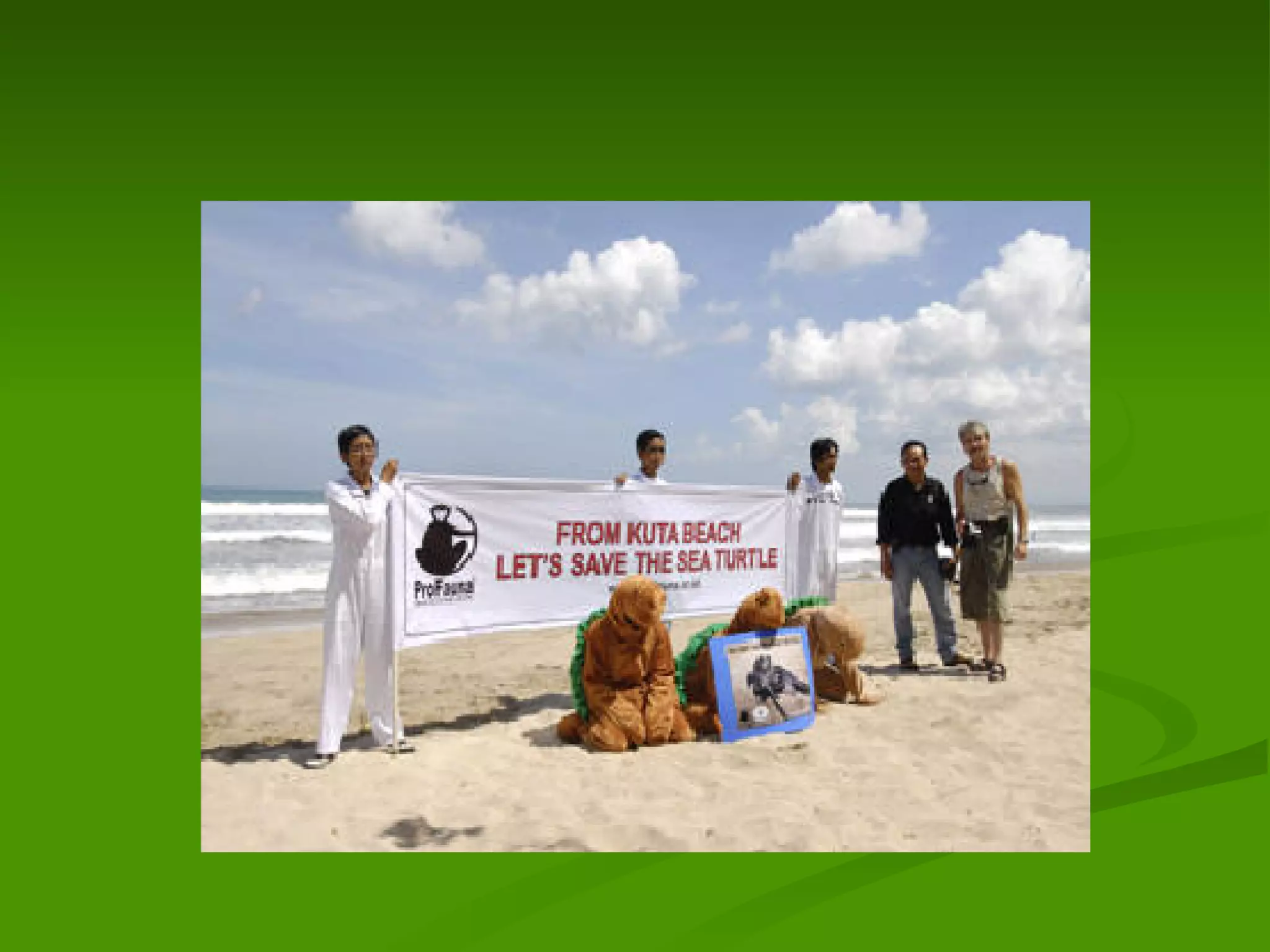 Turtle Powerpoint! | PPT