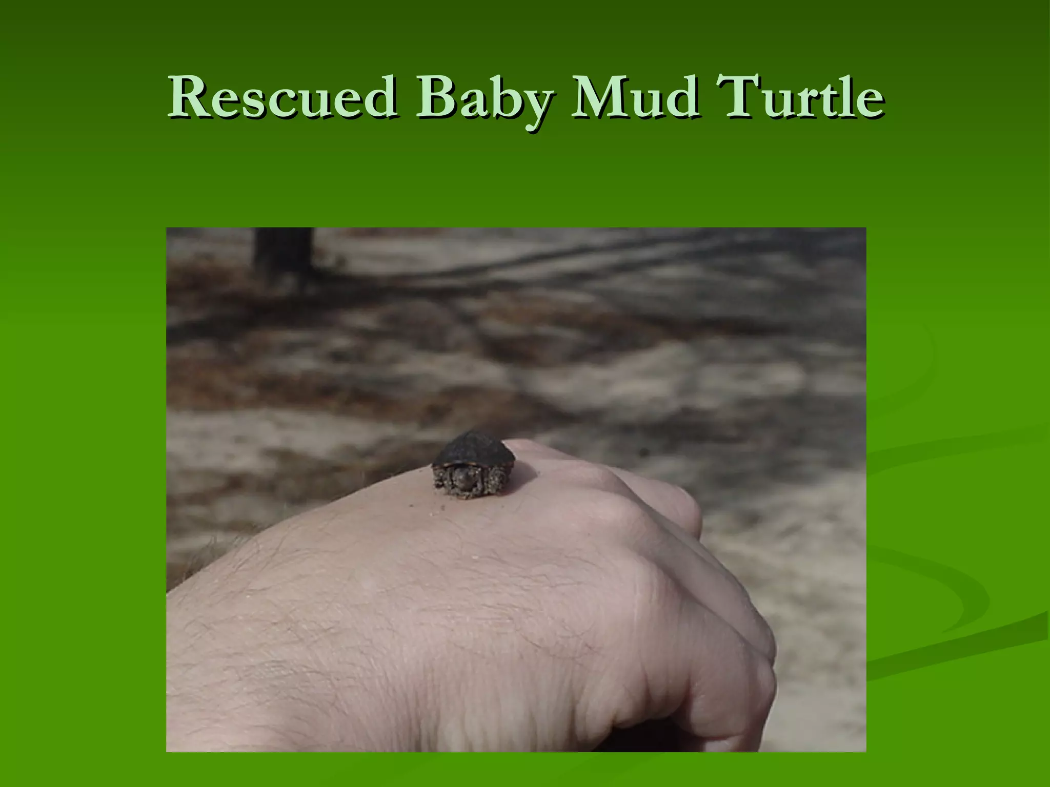 Turtle Powerpoint! | PPT