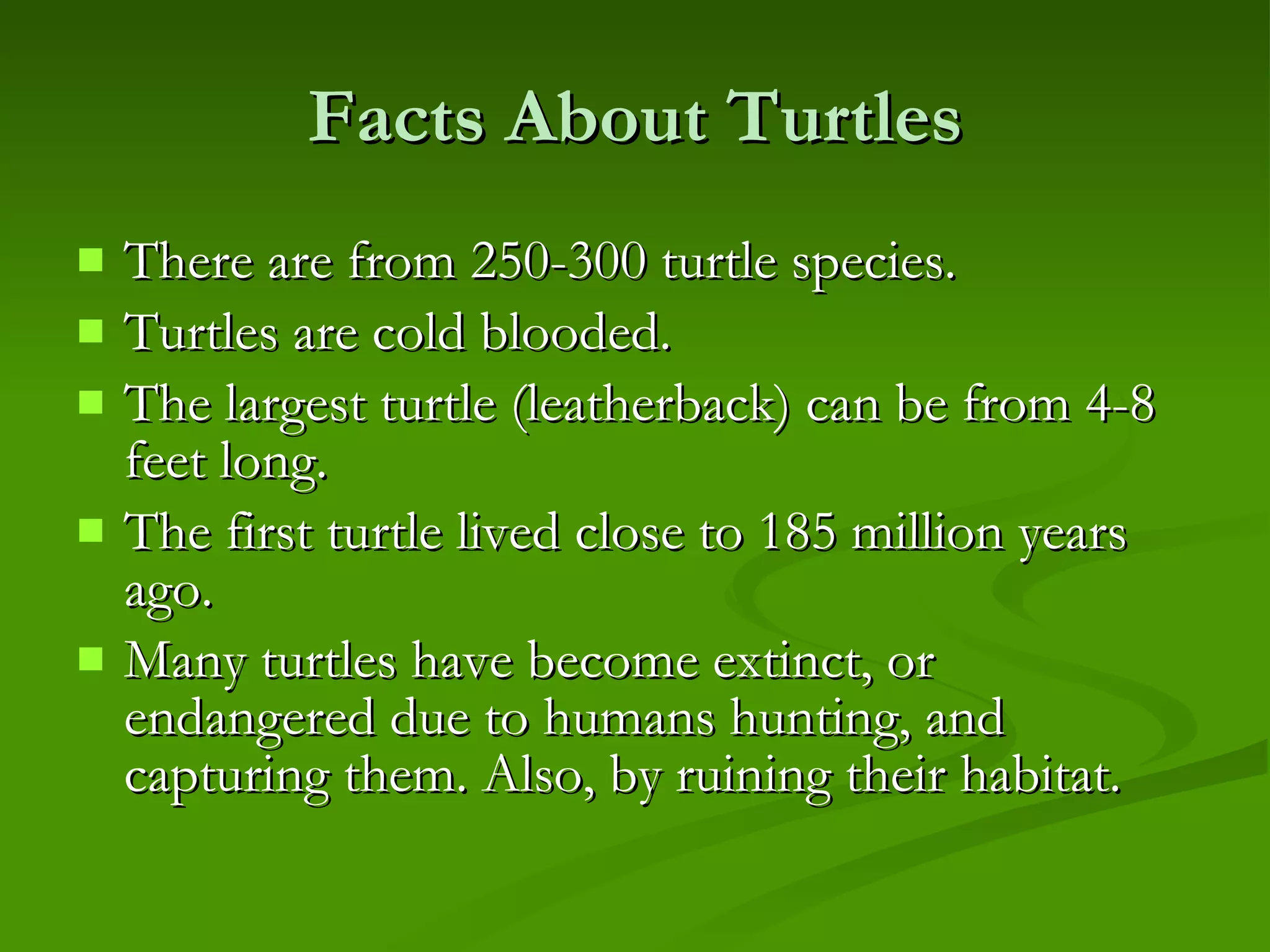 Turtle Powerpoint! | PPT