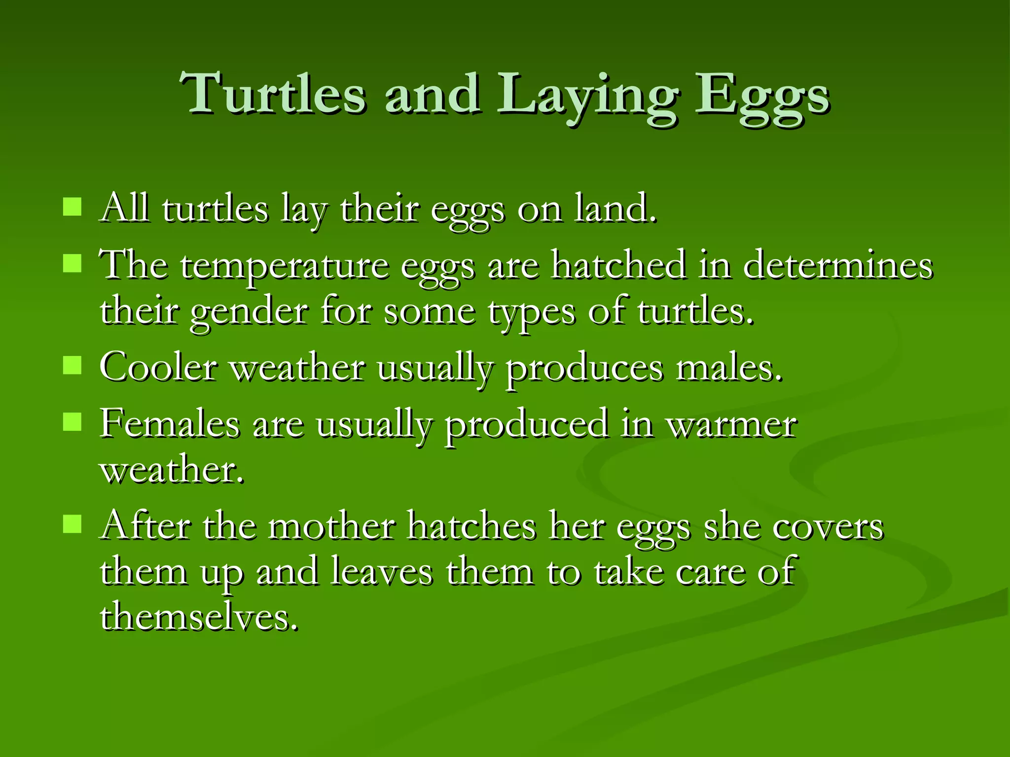 Turtle Powerpoint! | PPT