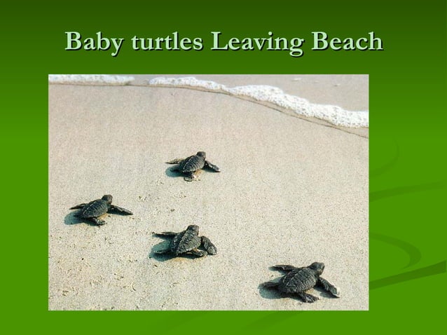 Turtle Powerpoint! | PPT | Reptiles | Pets