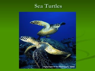 Turtle Powerpoint! | PPT