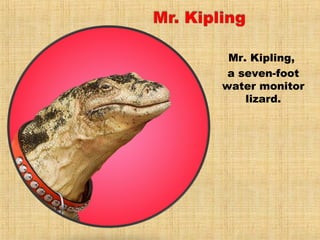 Water Monitor Lizard Mr Kipling