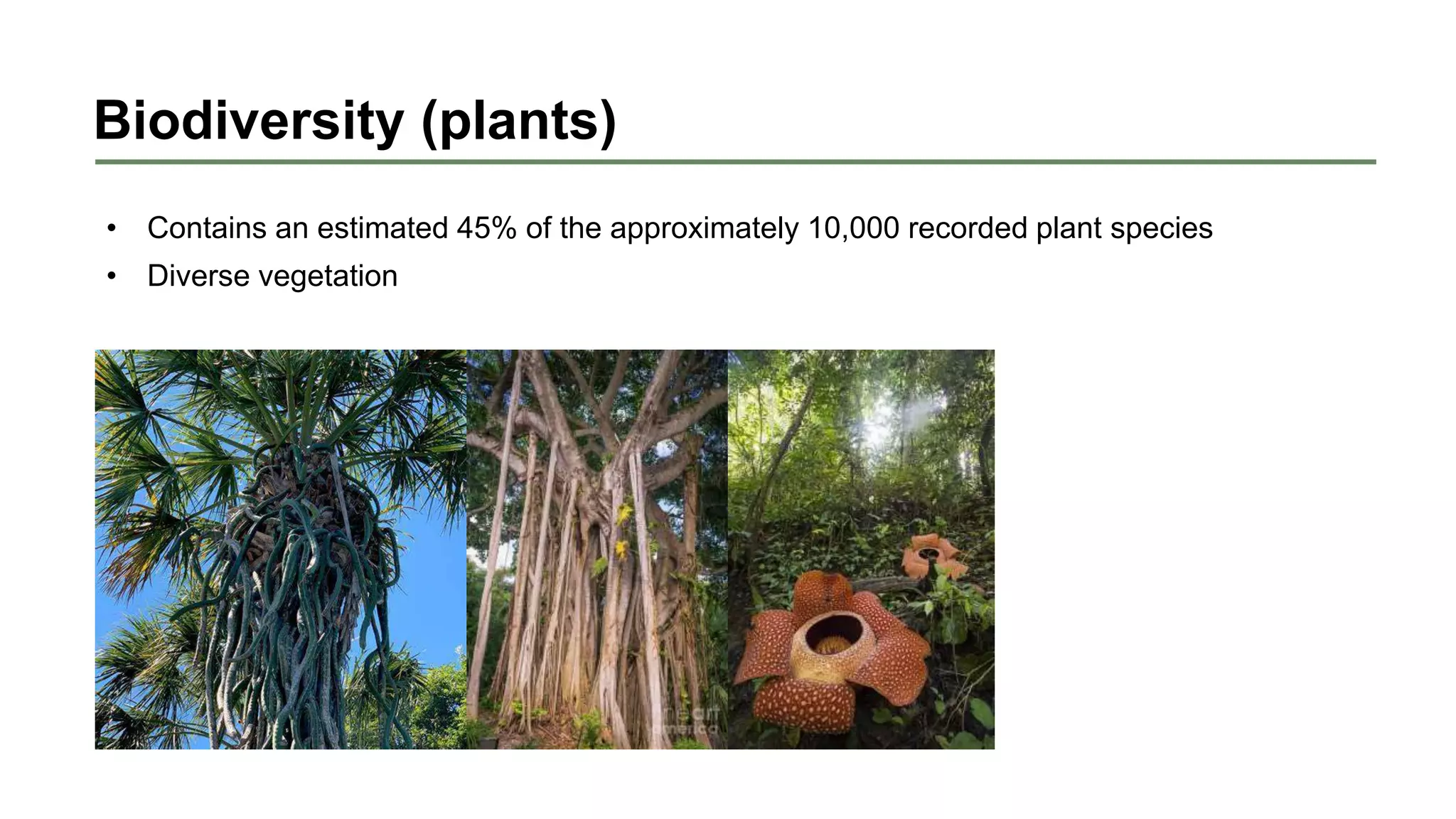 Leuser ecosystem | PPTX