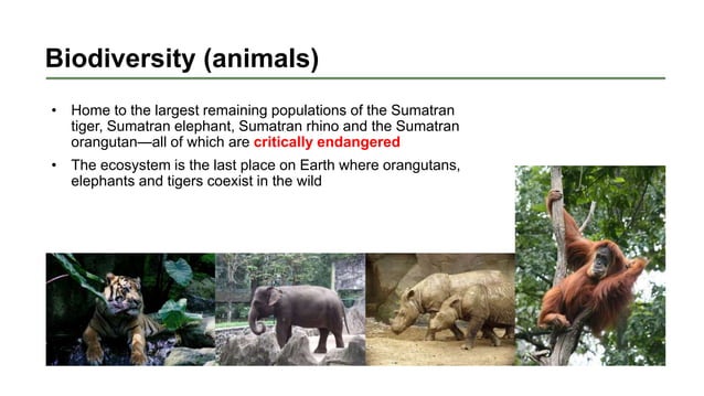 Leuser ecosystem | PPTX