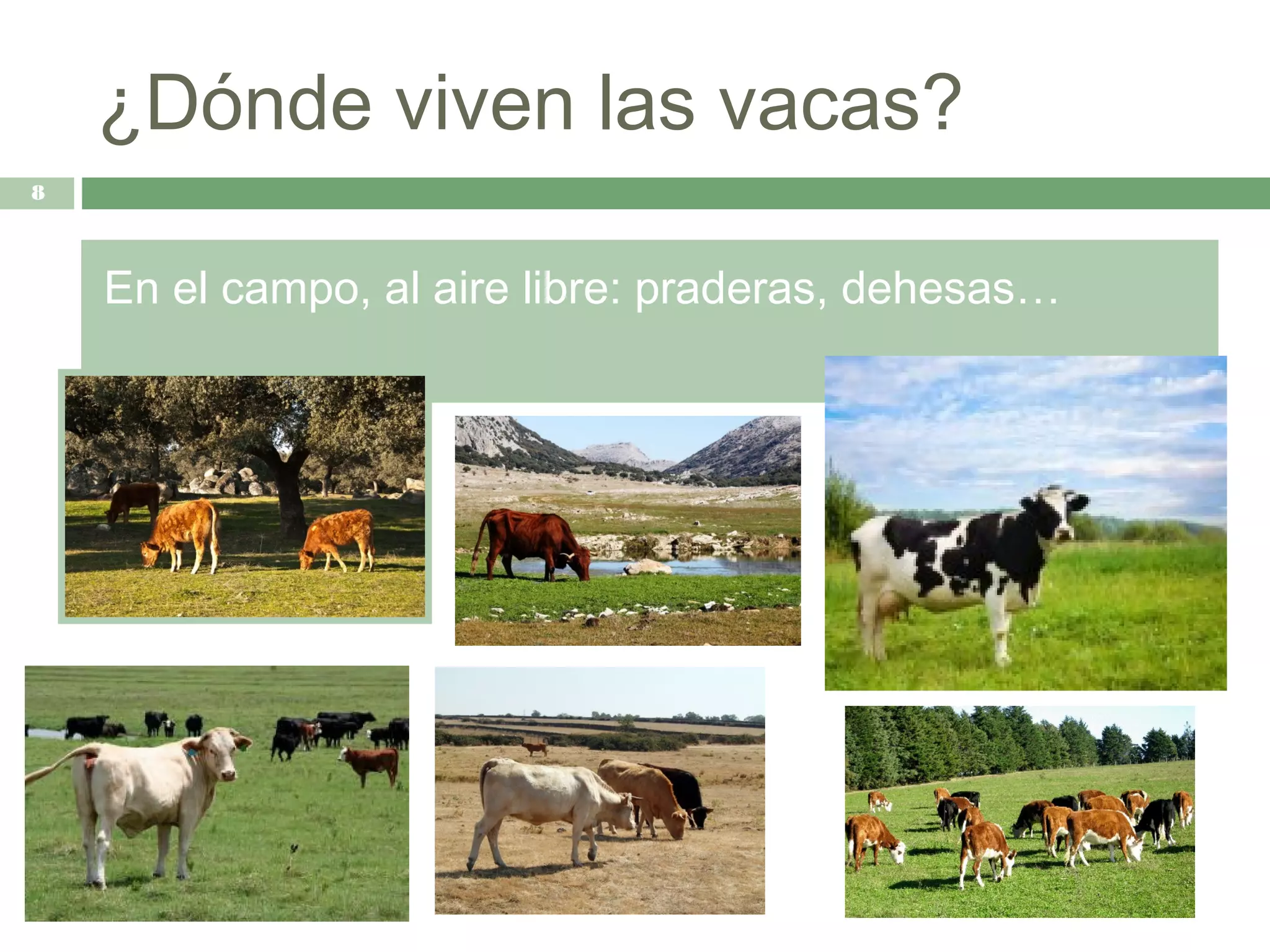 Jesús la vaca presentacion | PPT