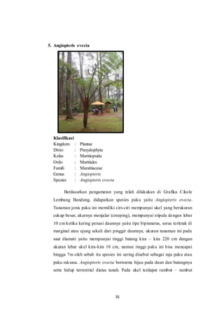 Laporan Praktikum Lapangan Botani Tingkat Rendah - Identifikasi ...