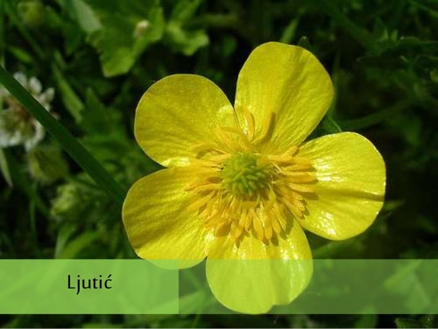 Jestive, lekovite, otrovne i začinske biljke