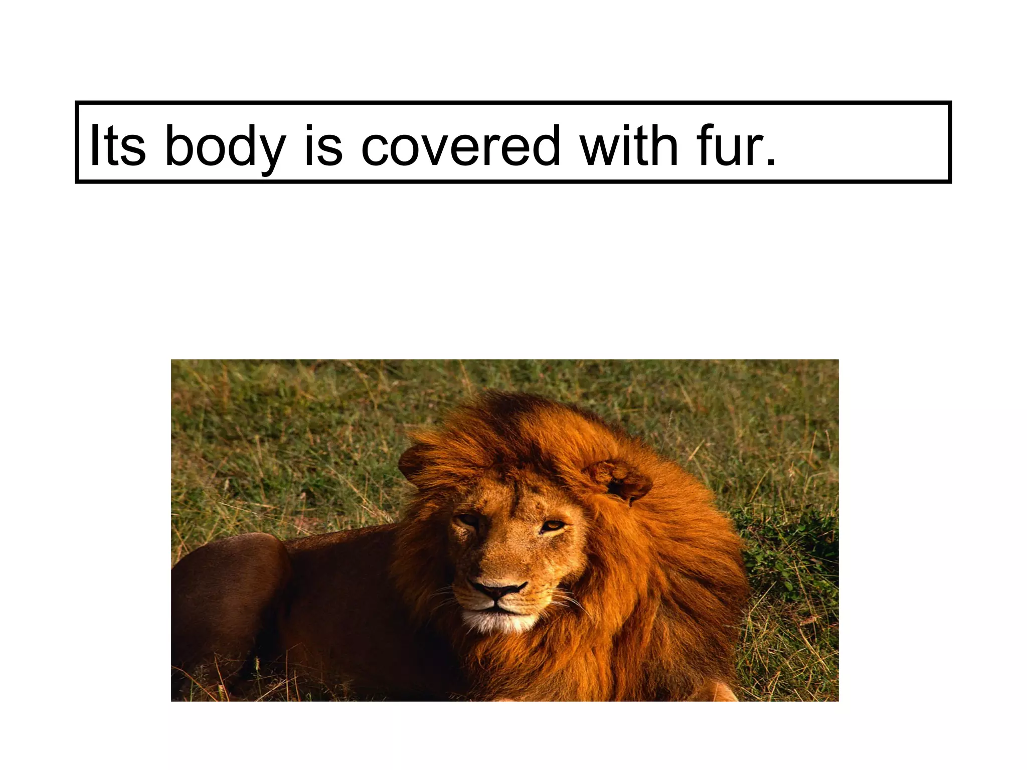 Lion | PPT