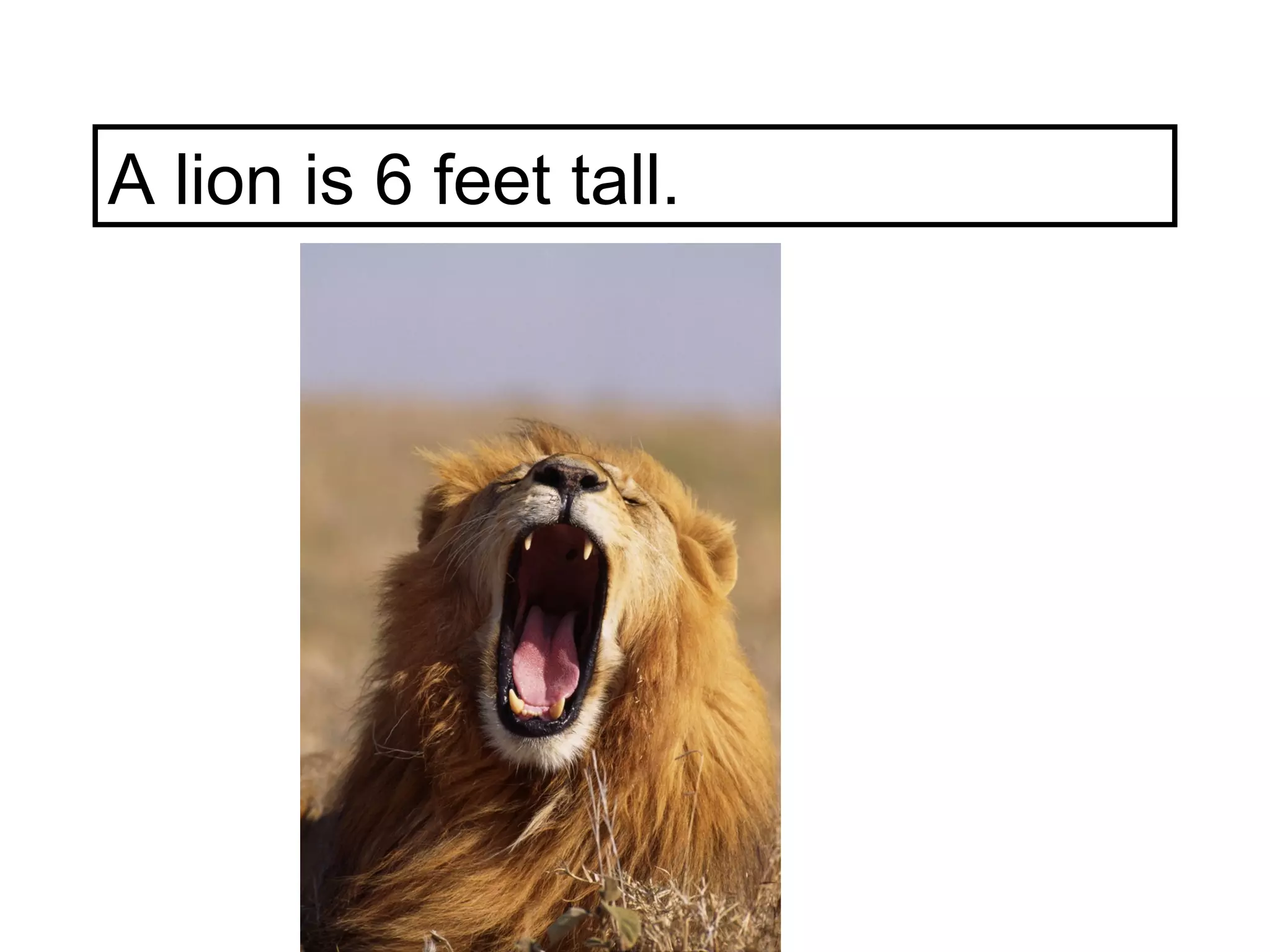 Lion | PPT
