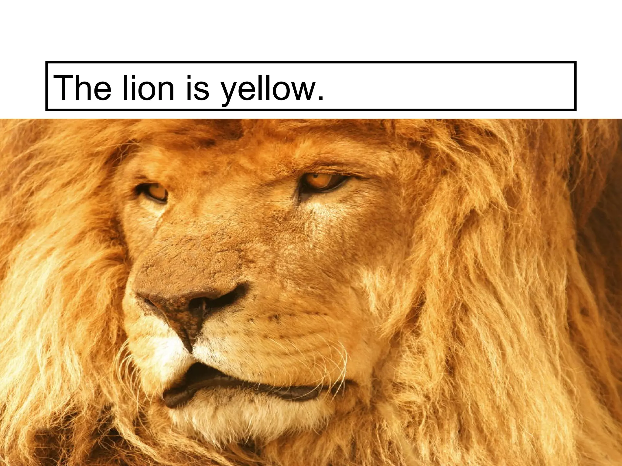 Lion | PPT