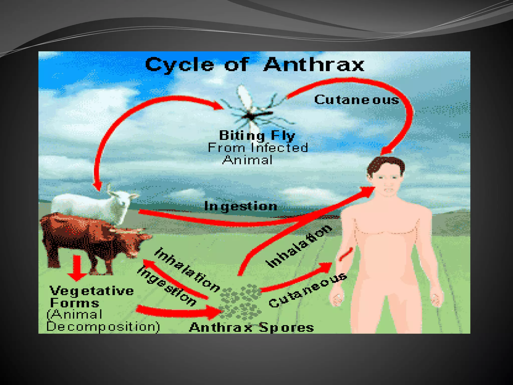 bacillus anthracis [ anthrax ] | PDF | Infectious Diseases | Diseases and Conditions