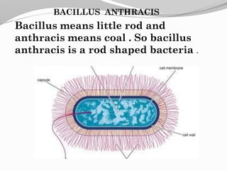bacillus anthracis [ anthrax ] | PDF | Infectious Diseases | Diseases ...