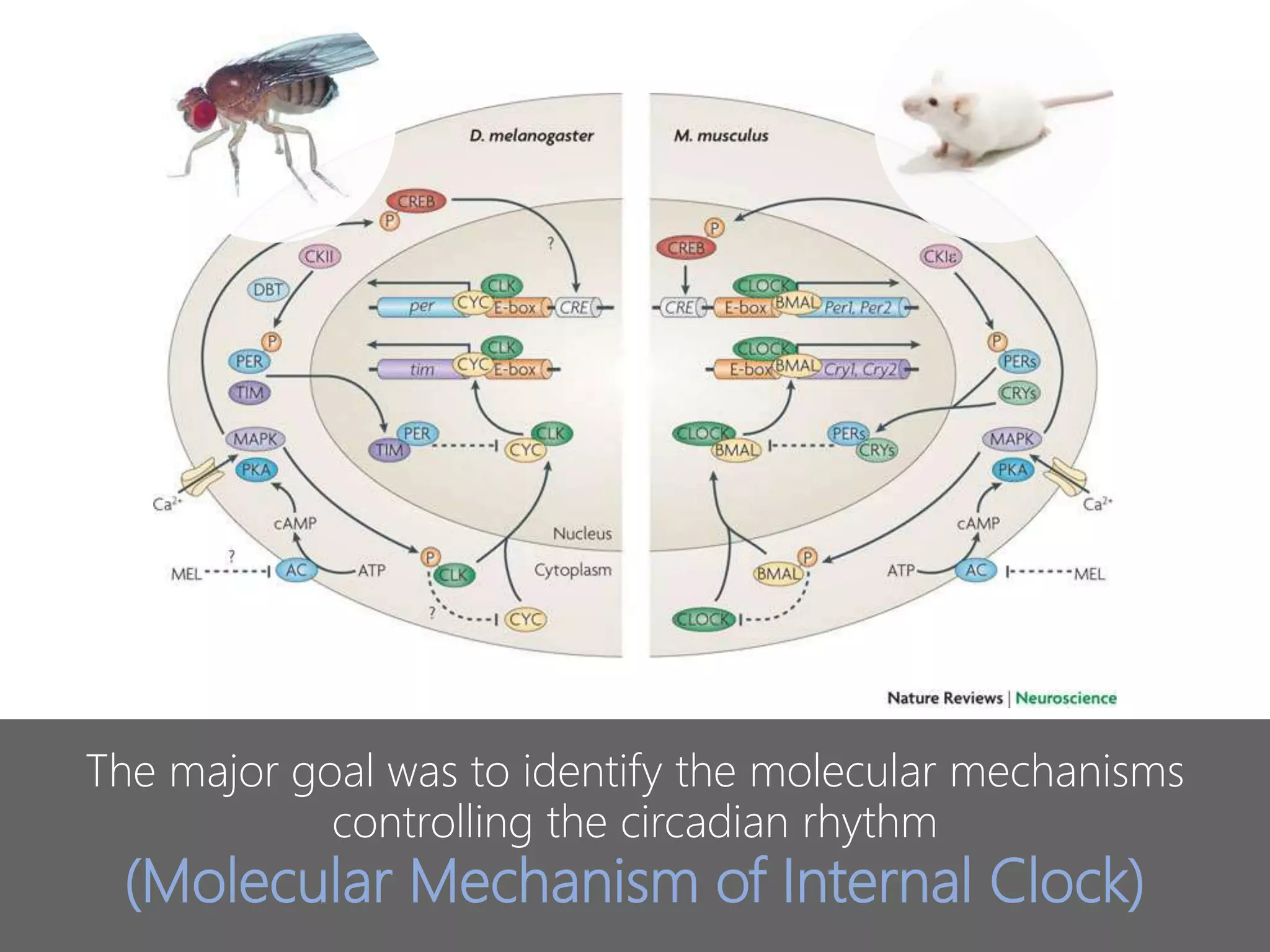 Circadian Rhythm & Jet lag | PPT