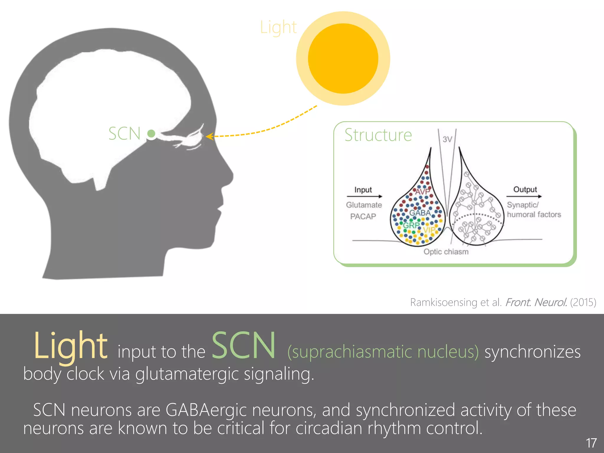 Circadian Rhythm & Jet lag | PPTX