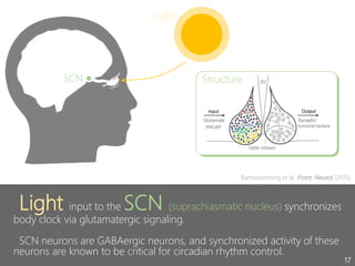 Circadian Rhythm & Jet lag | PPT