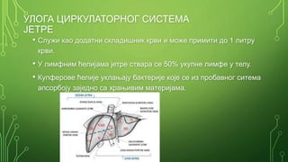 Јетра - Н. Марчетић | PPT